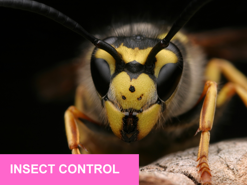 PestFix Next Day Pest Control Supplies For DIY and Professional Pest ...