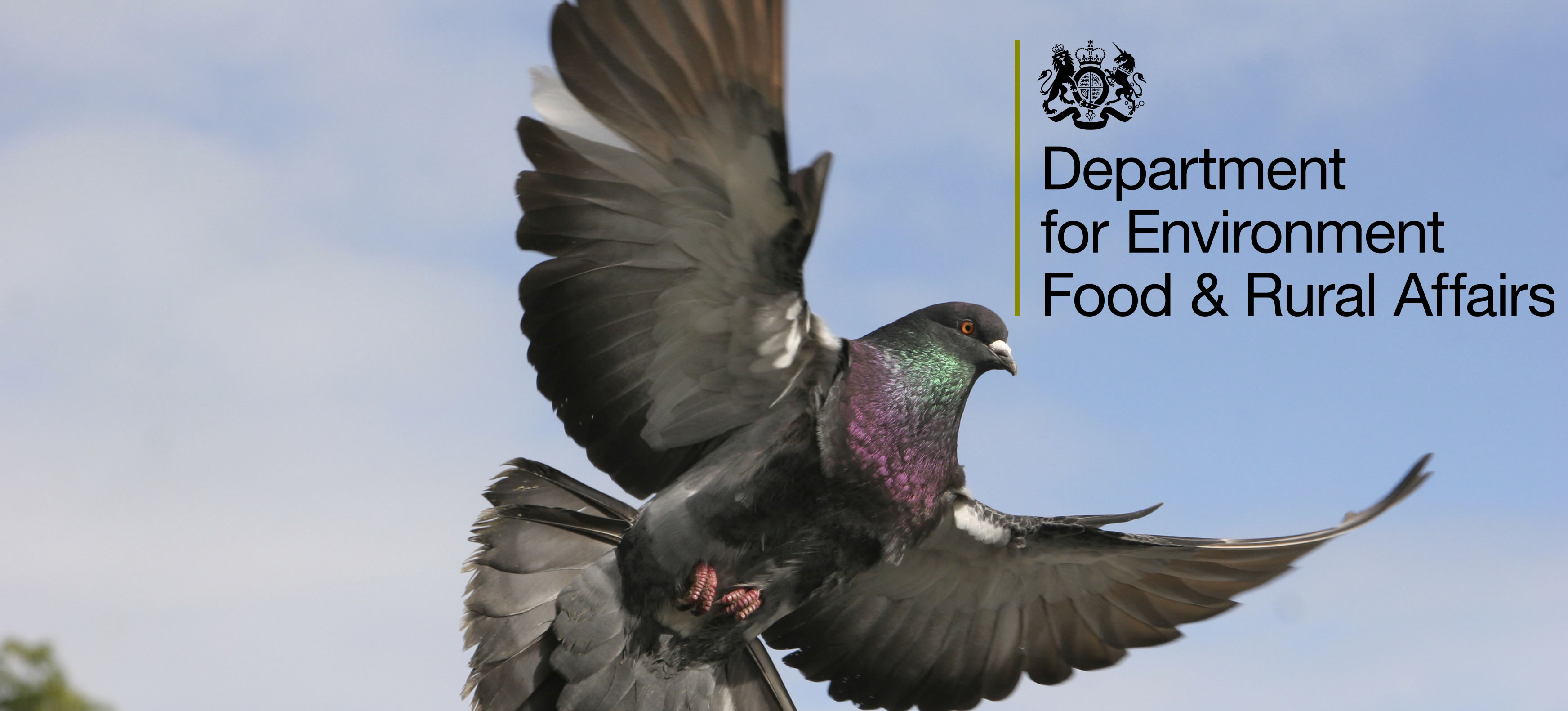 PestFix Next Day Pest Control Supplies For DIY and Professional Pest ...