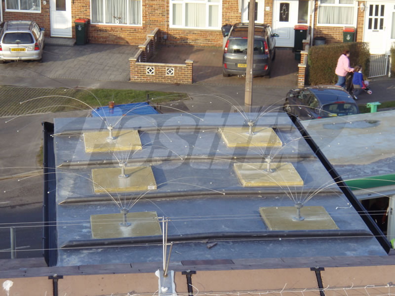 Daddi Long Legs Rotating Bird Spider