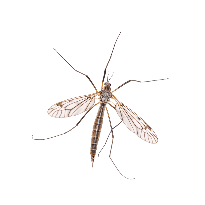 Digrain Control Insect Killer Surface Spray