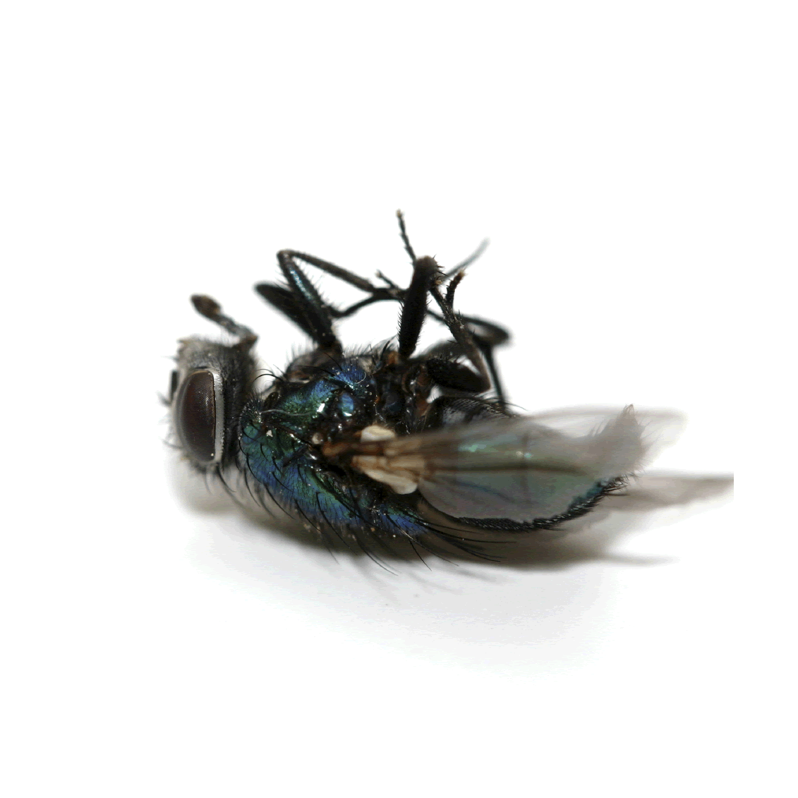 Rentokil Advanced Fly Trap Window Sticker