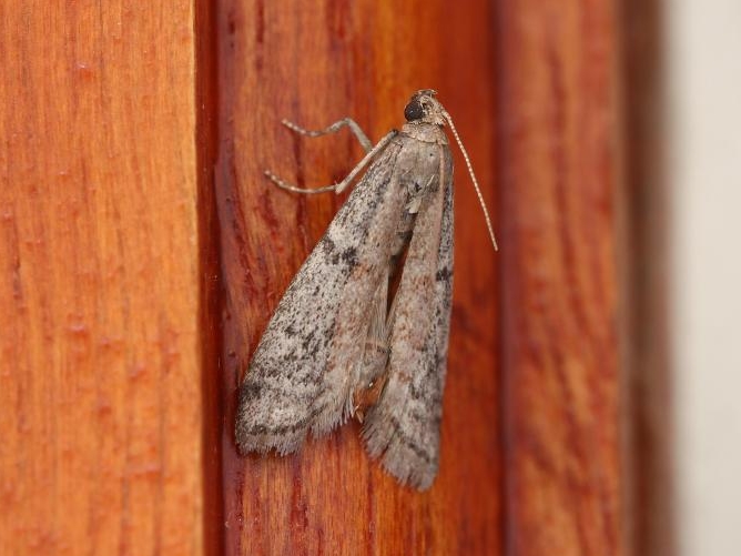 Moth Lure 6 Week (Ephestia elutella) Tobacco, Warehouse, Cacao Moth