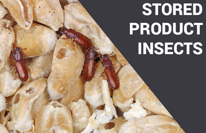 PestFix: Next Day DIY and Professional Pest Control Supplies