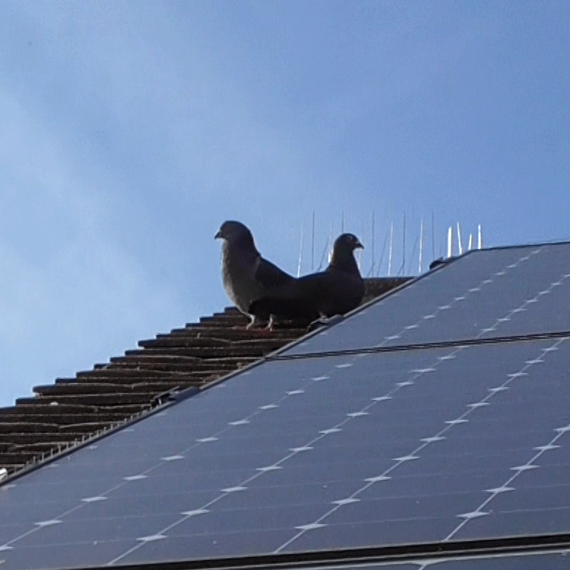 SolarFix - Solar Panel Pigeon Exclusion Clip - By PestFix